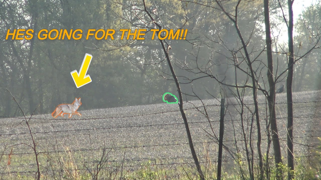 Stubborn Birds And coyotes (Epic gobbling and strutting footage ...