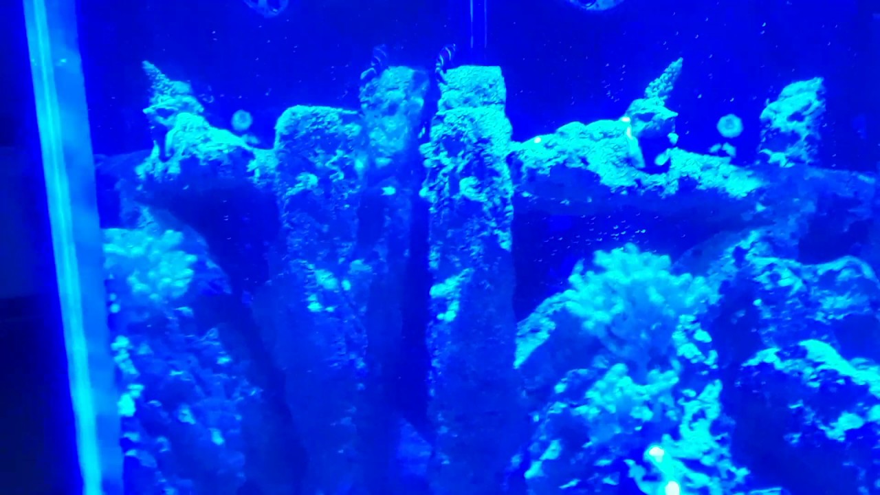 Tanaka pygmy wrasse spotlight! - YouTube