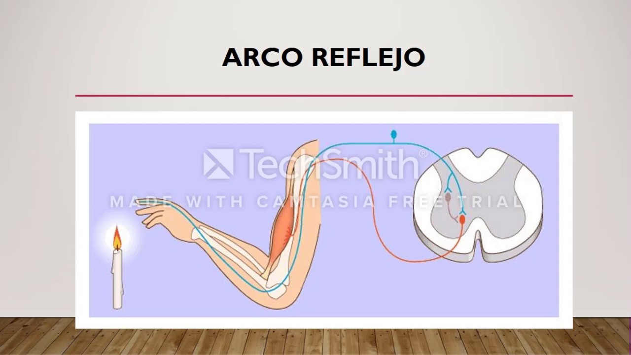 reflejo miotatico y arco reflejo - YouTube