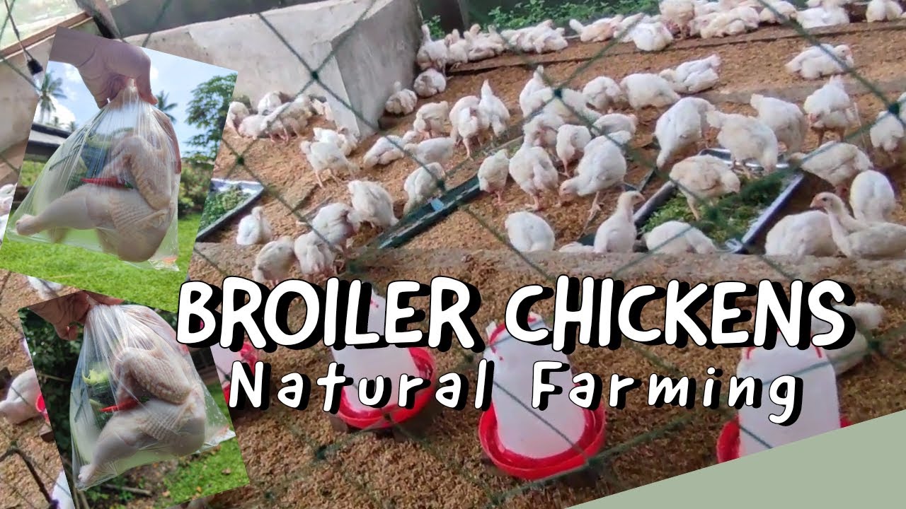 How To Make Money From Broilers in Natural Farming Set-up | Semi-organic Dressed Chicken 🐔🌸🌱 ...