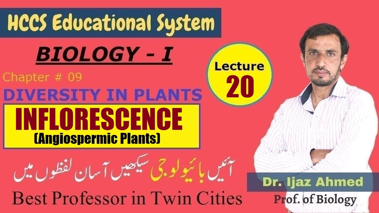 Inflorescence | Solitary Flower | Ch#8 (Diversity Among Plants) | 1ST ...