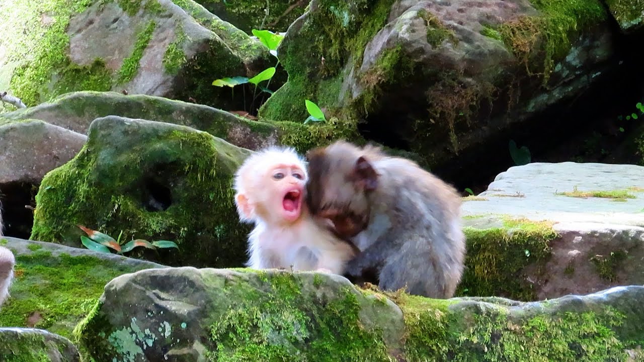 Baby Monkey Robin Play Everlasting | Mom Rose Relax And Protect Robin ...