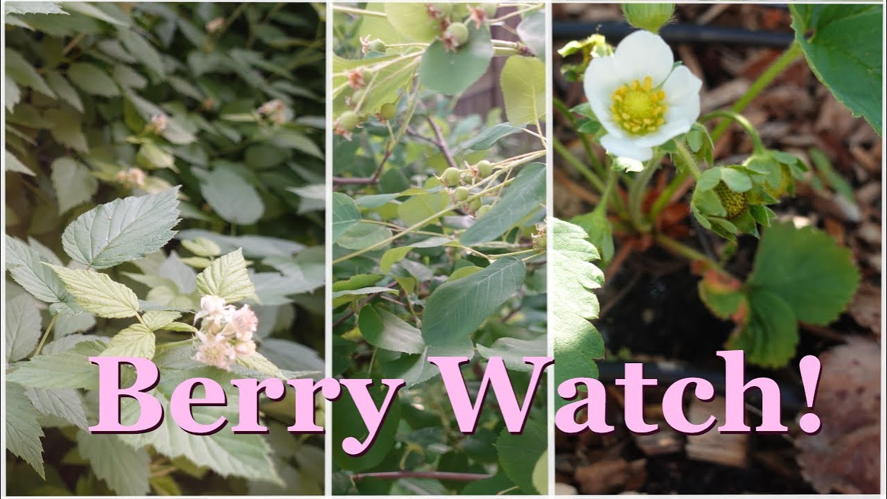 The Garden in May: Berry Watch! - YouTube