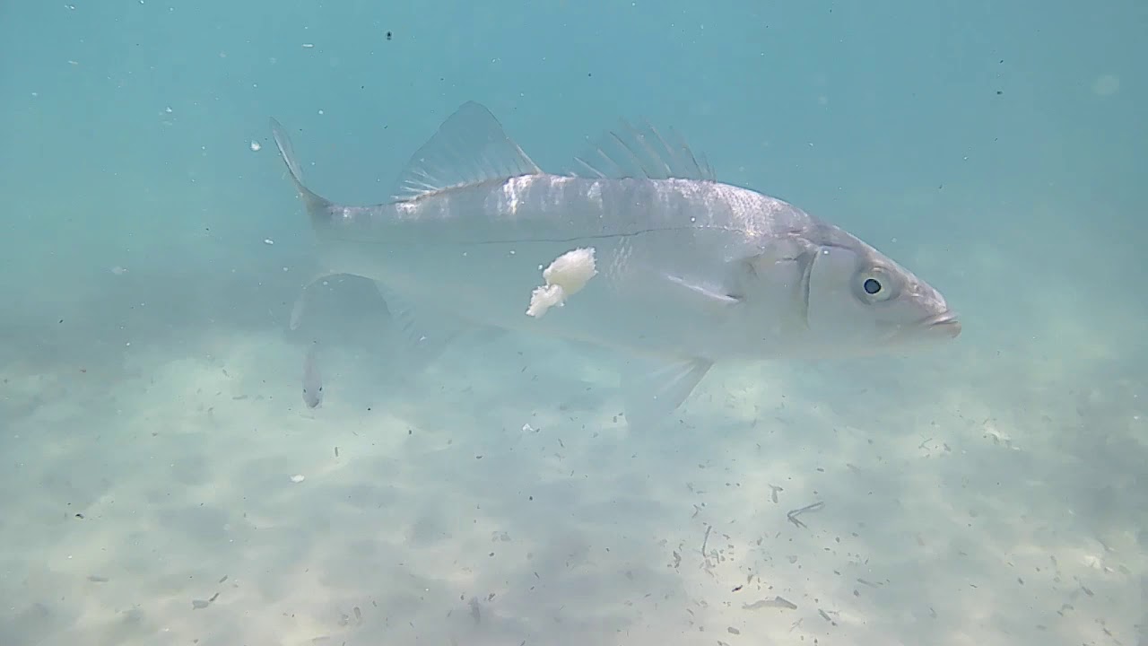 Fishing Scotland- in Sa coma Majorca Fish 2 - YouTube