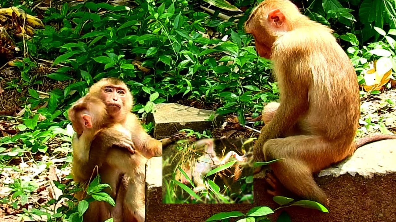 Help...me Unbelievable first time to see Sheba help Lucie near fall ...