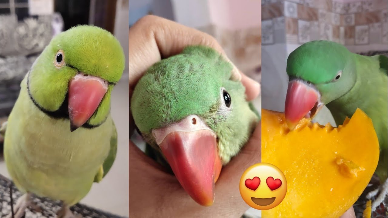 😍 Super Cute & Funny Parrots 😂 | Talking Parrot - YouTube