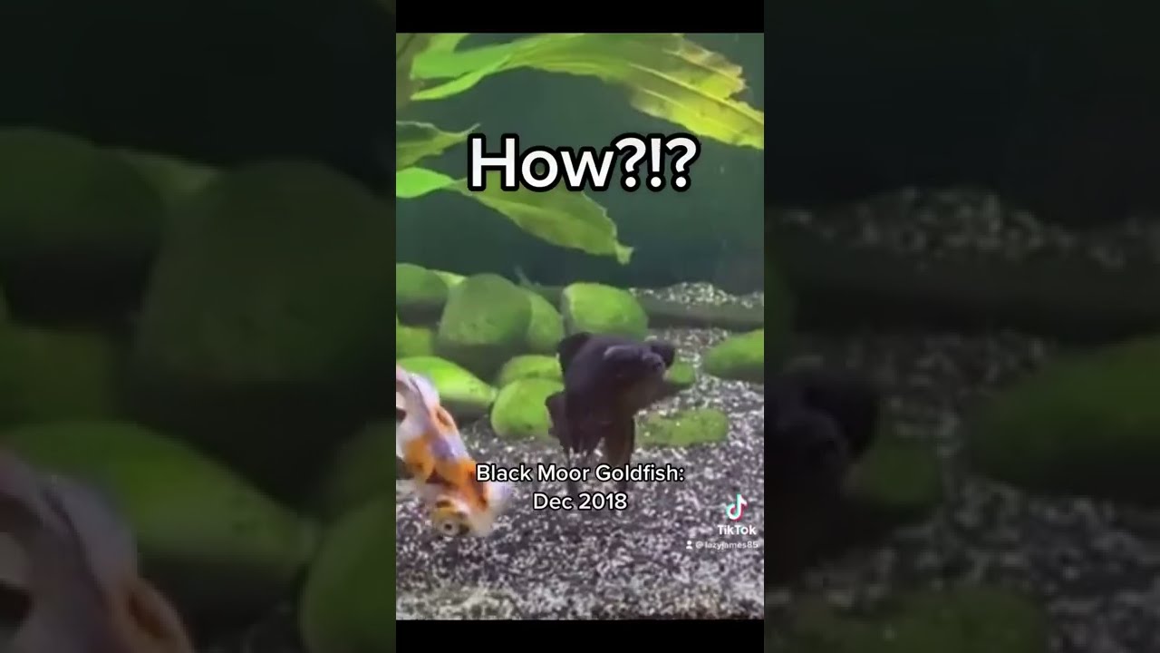 My Black Moor Goldfish is Orange now #shorts - YouTube