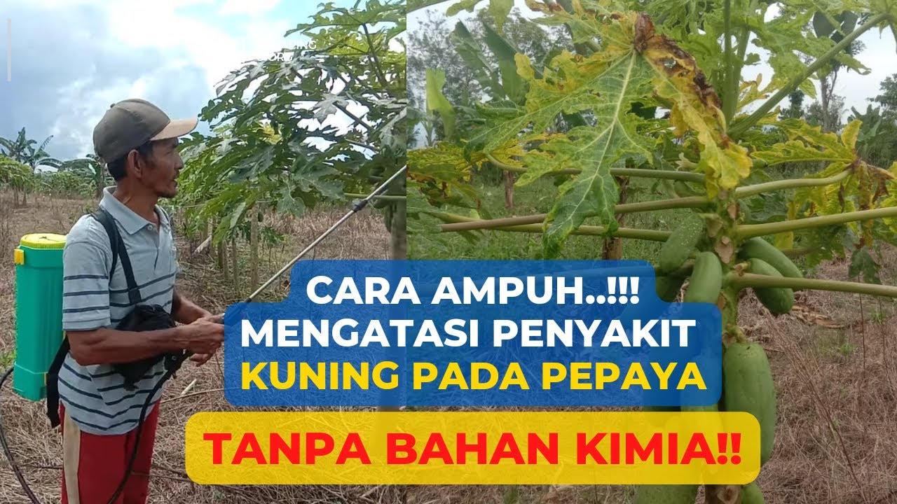 cara jitu membasmi penyakit kuning pada pepaya - YouTube