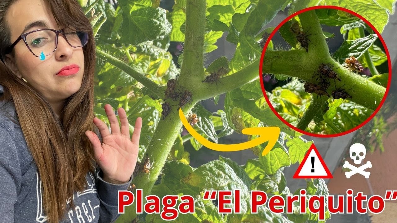 ⚠️ ☠️ ¡CUIDADO! Esta plaga es mortal para tus plantas - YouTube