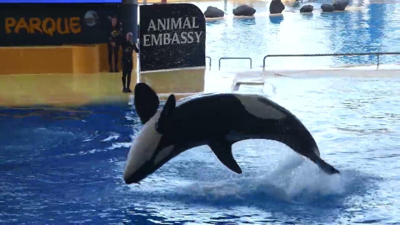Adan and Kohana end the show on January 8, 2022 at Loro Parque - YouTube