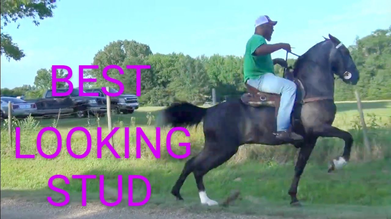 BEST LOOKING STUD CONTEST at Little River Ridaz Horse Trail Ride - YouTube