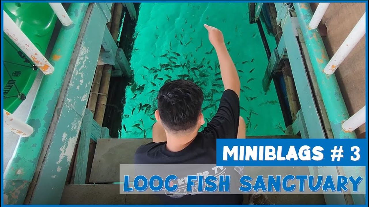 Looc Fish Sanctuary | Kulas Miniblags - YouTube
