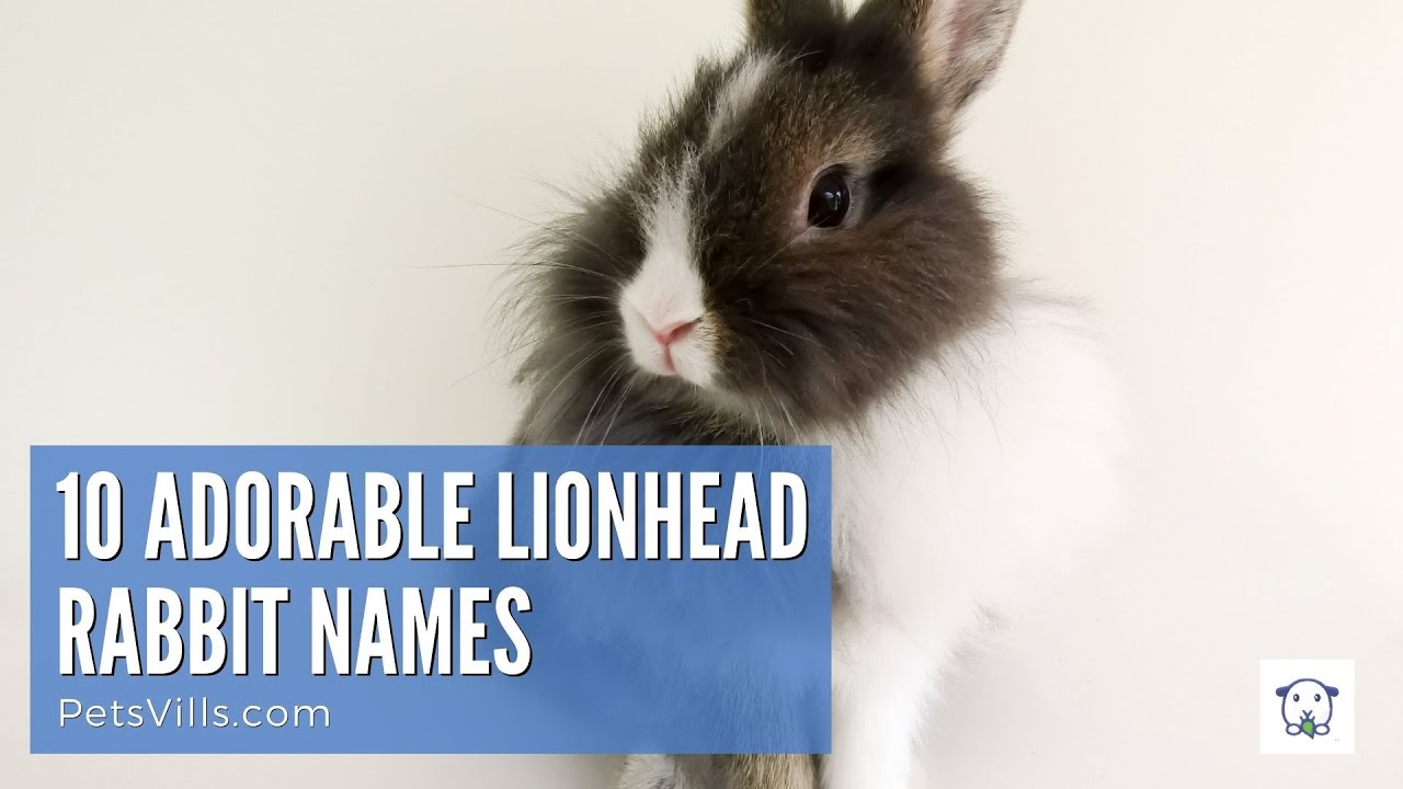 10 Cute Names For Lionhead Rabbits - YouTube