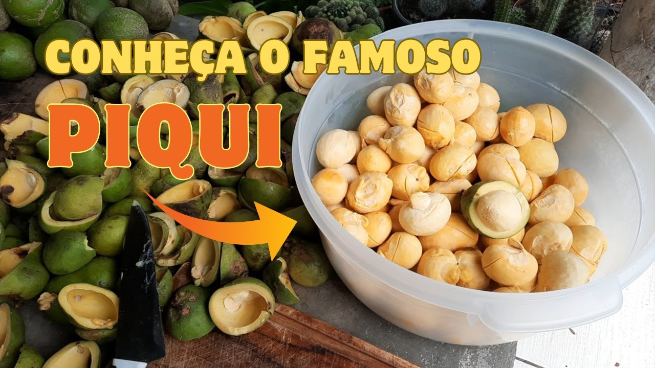 Conheça o "FAMOSO PIQUI" do Tocantins 😋 mostrei com detalhes! # ...