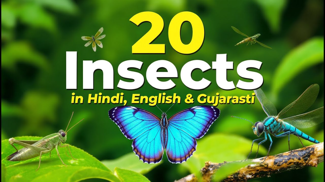 Insects Name in Hindi and English and gujarati with Pictures #insect ...