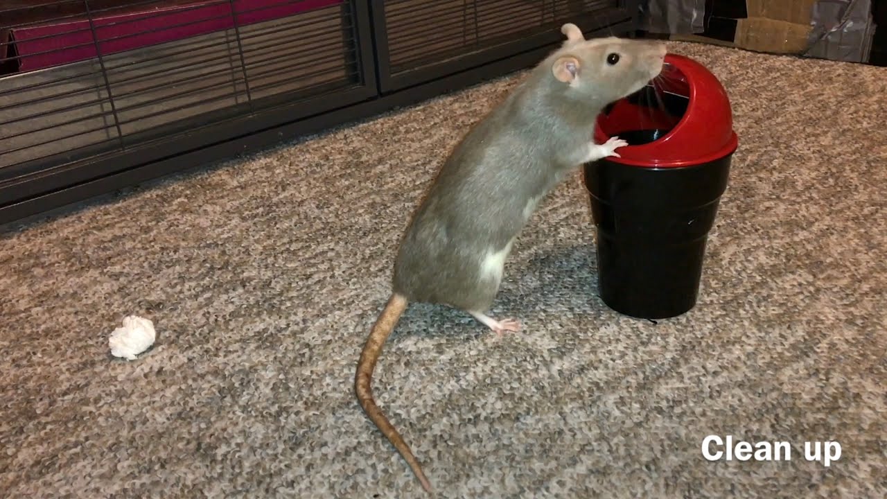 Bean's New Tricks (Trick Compilation)! - YouTube