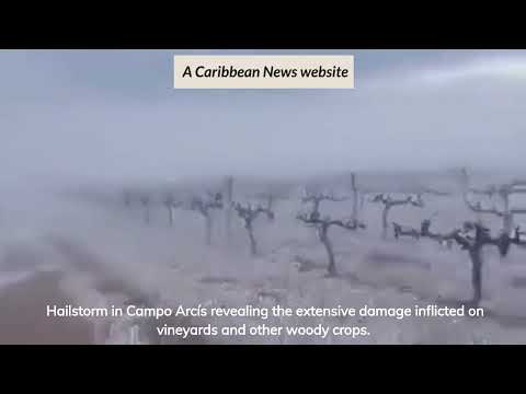 hailstorm in Campo Arcís , revealing the extensive damage inflicted on vineyards