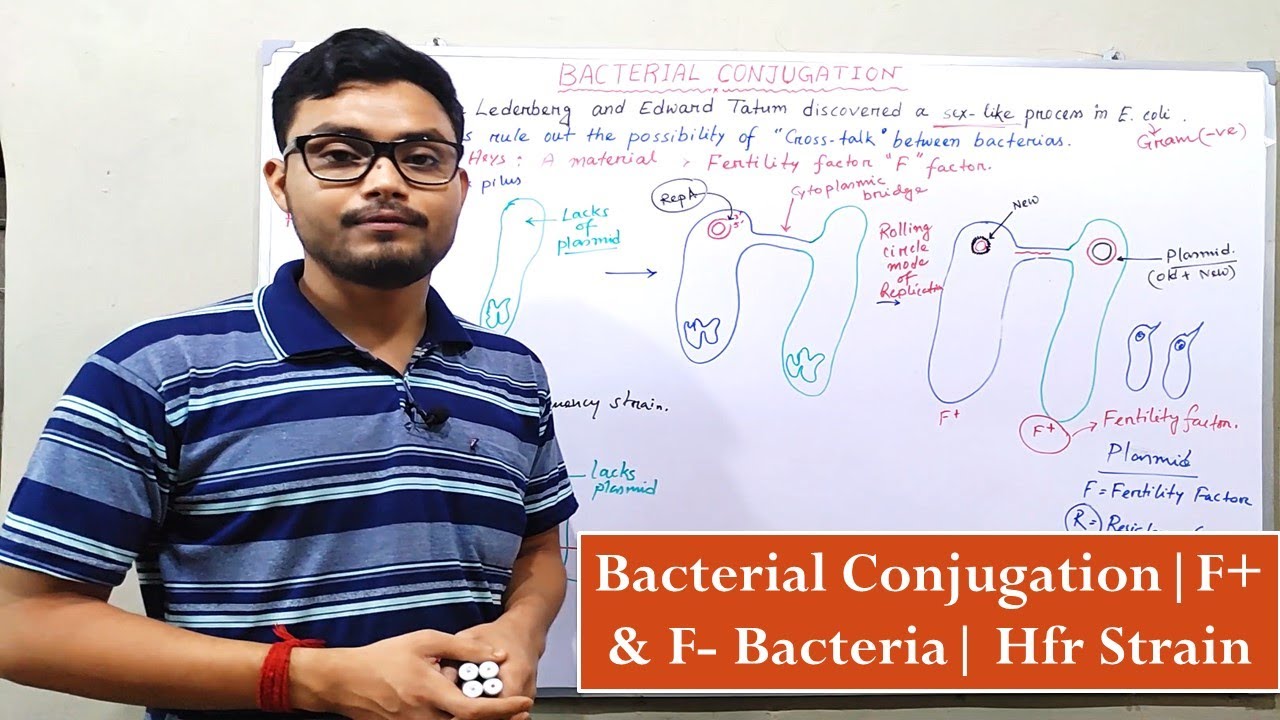 Bacterial Conjugation | F plus & F minus Bacteria | Hfr Strain - YouTube
