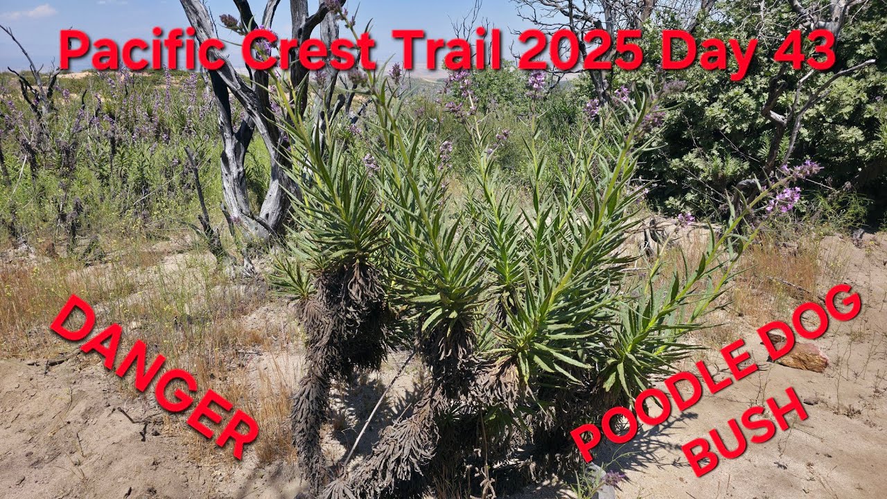 PCT 2025 Day 43 Danger, poodle dog bush - YouTube