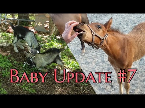 2020 Baby Update #7 Names and playtime Goat Kids and colt 5/24 - YouTube