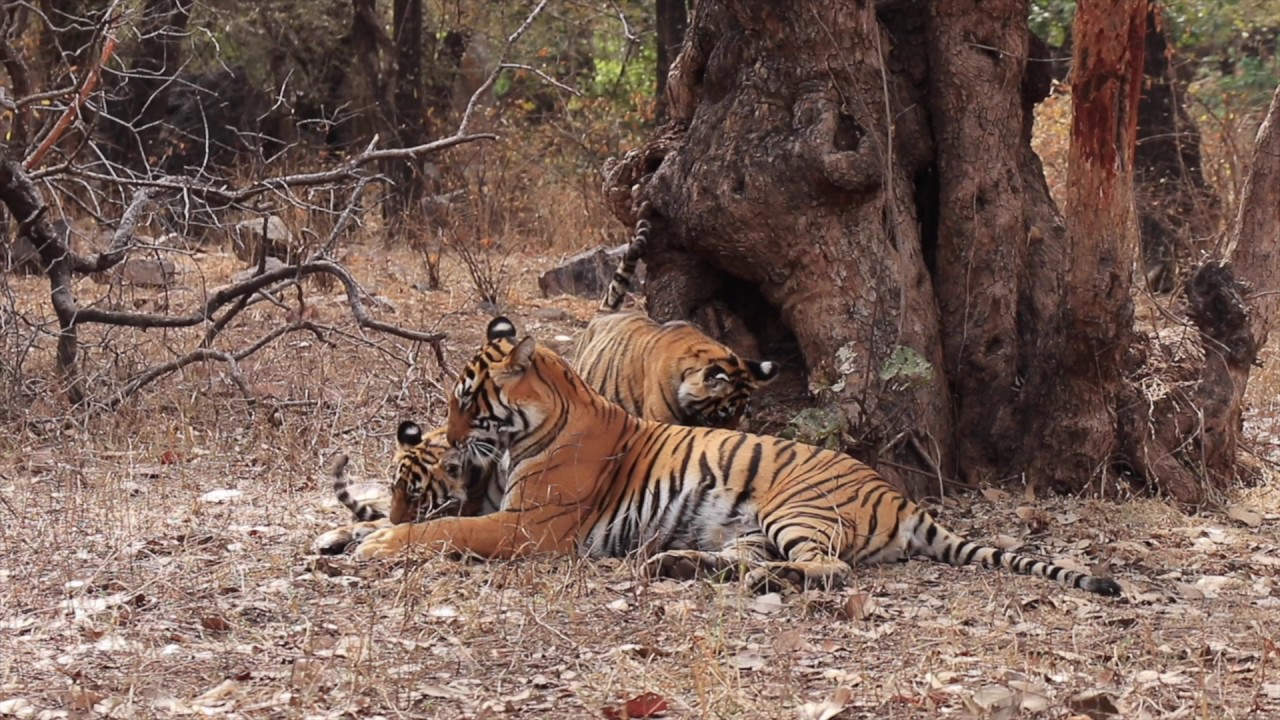 Tiger Video 2017 - YouTube