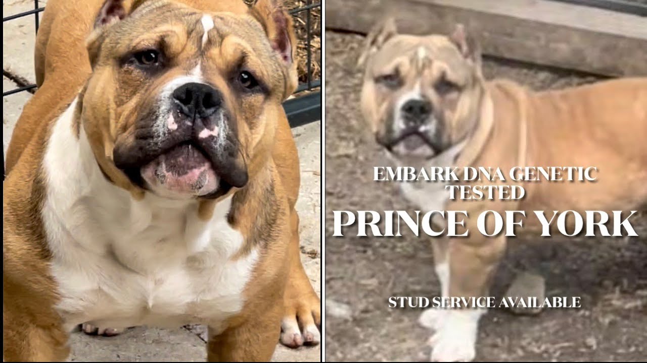 Stud Service Available Pocket American Bully Embark DNA Genetic Tested ...