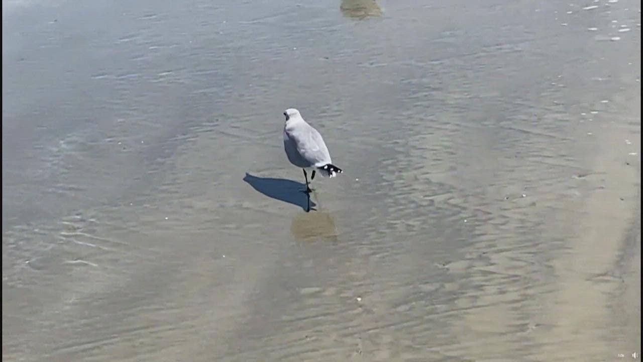 Moment of Zen: Seagull out for a stroll in Galveston - YouTube