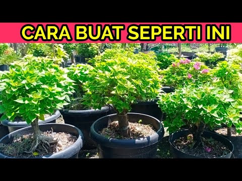Cara stek sambung okulasi grafting top working bunga kertas bougenville ...