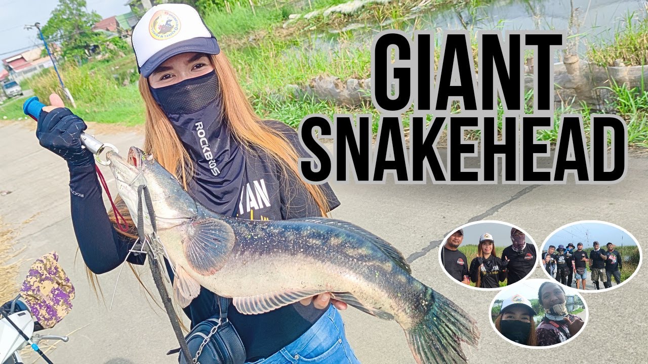 GIANT SNAKEHEAD FISHING in Pampanga - YouTube