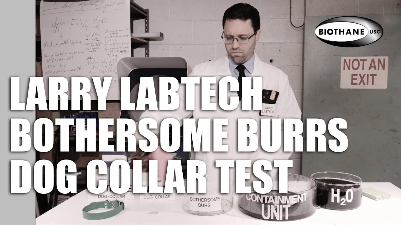 Larry Labtech Dog Collar Tests - YouTube