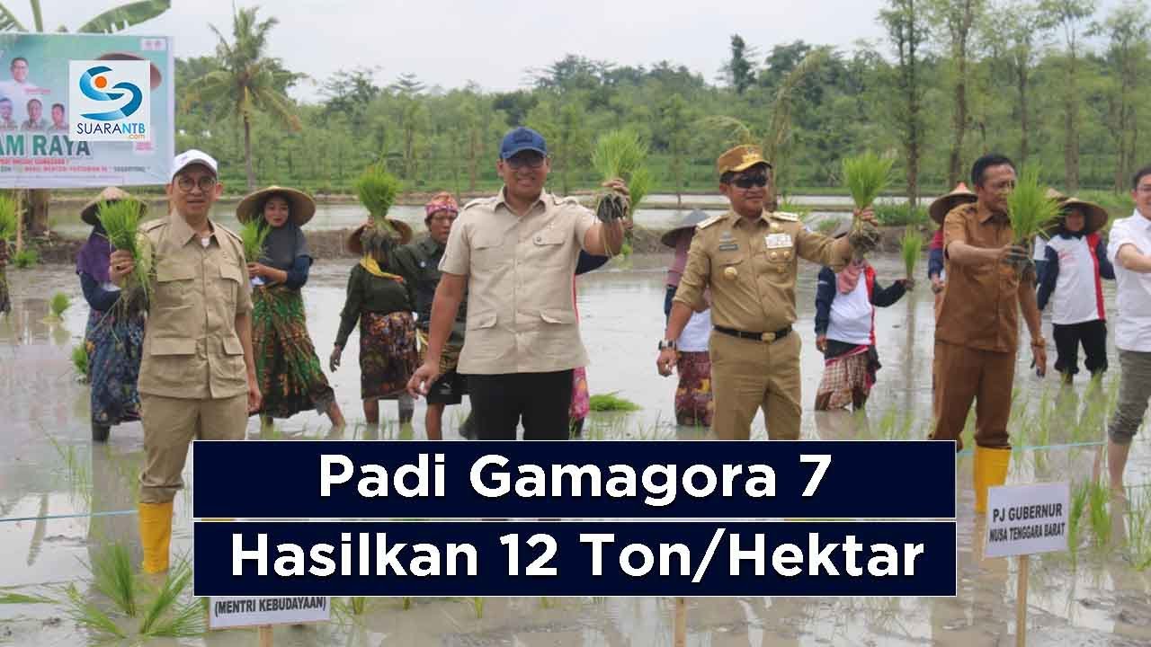 Ketua DPD HKTI NTB: Varietas Padi Gamagora 7 Hasilkan 12 Ton/Hektar di ...