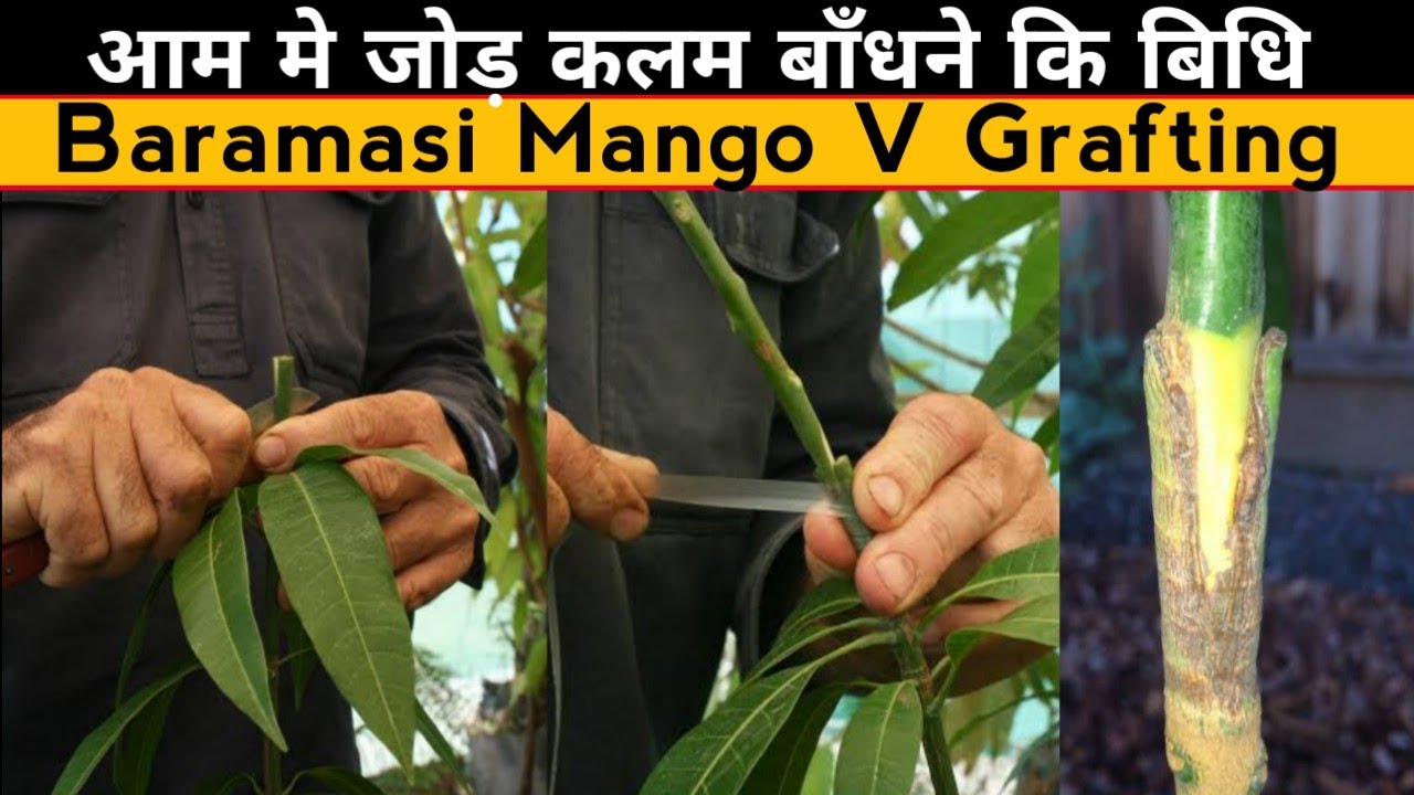 Grafting Baramasi Mango By V-Grafting Method - YouTube