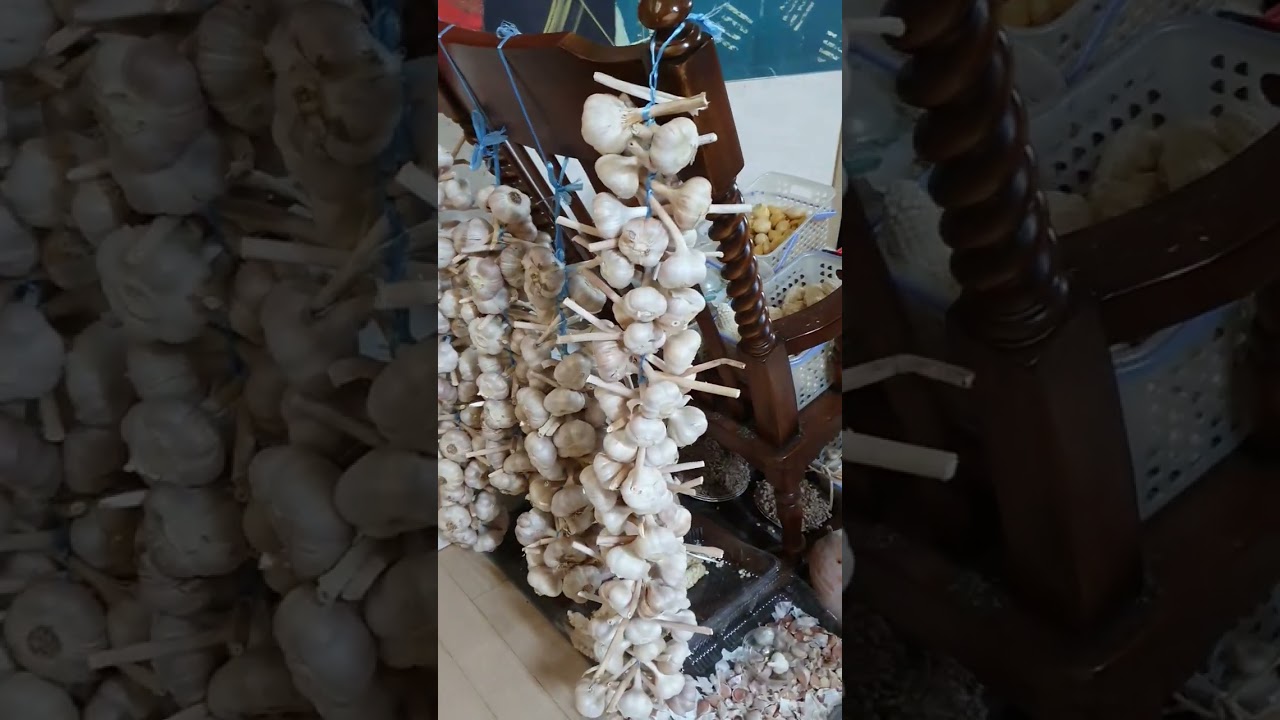 홍산마늘 종자 아파트에서 보관 쉽지 않다 농사용품 구매 늘어 집은 장비빨 어수선 초토화 되고 귀한 마늘종자 보관 어려워 청계천