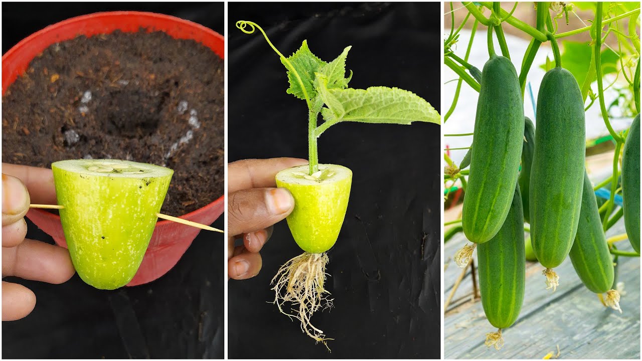 How to grow cucumber plant from cucumber with use aloevera and hormone ...
