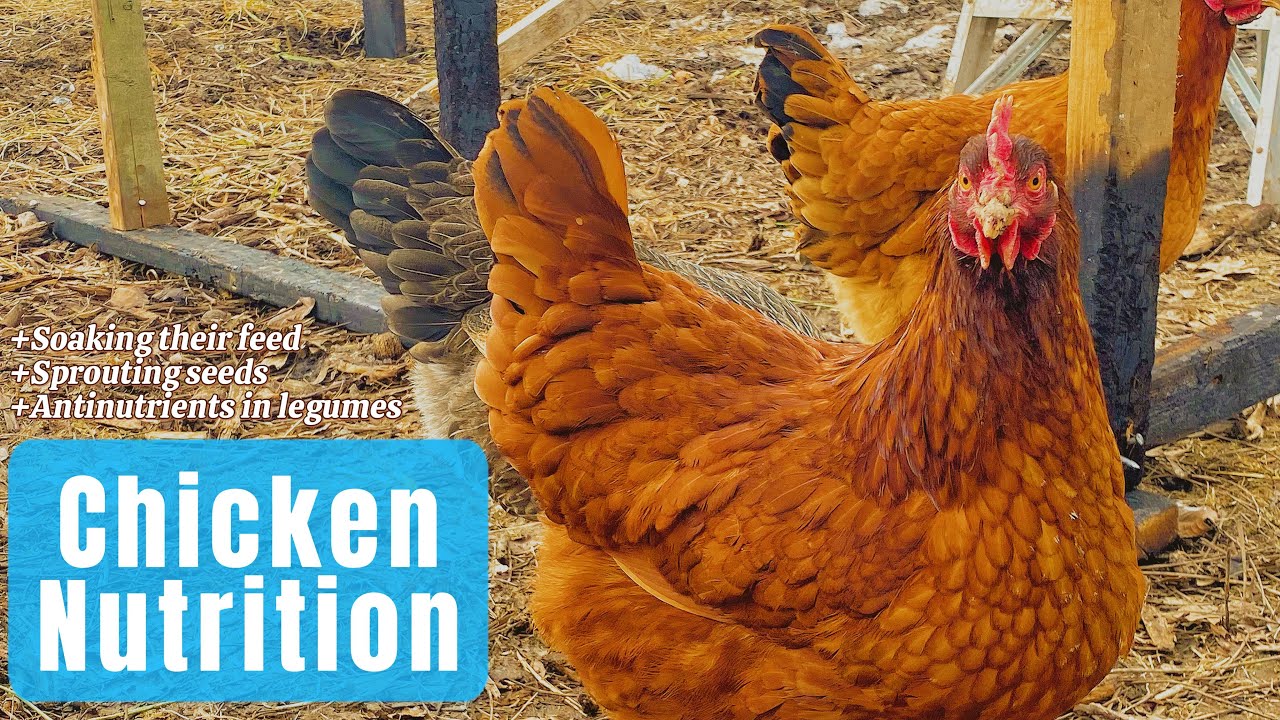 Soaking Chicken Feed + Sprouting Seeds, Peas, and Beans to Improve Our ...