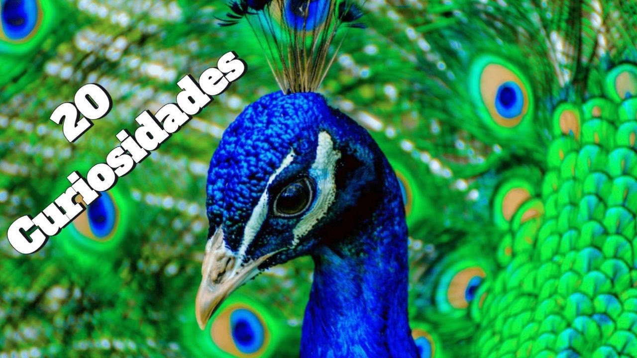 Pavão - Ave - YouTube