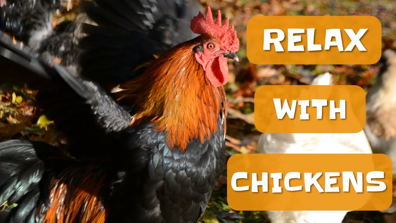 Relaxing Chicken Video - Chickens Preening In The Sun - Scottish ...
