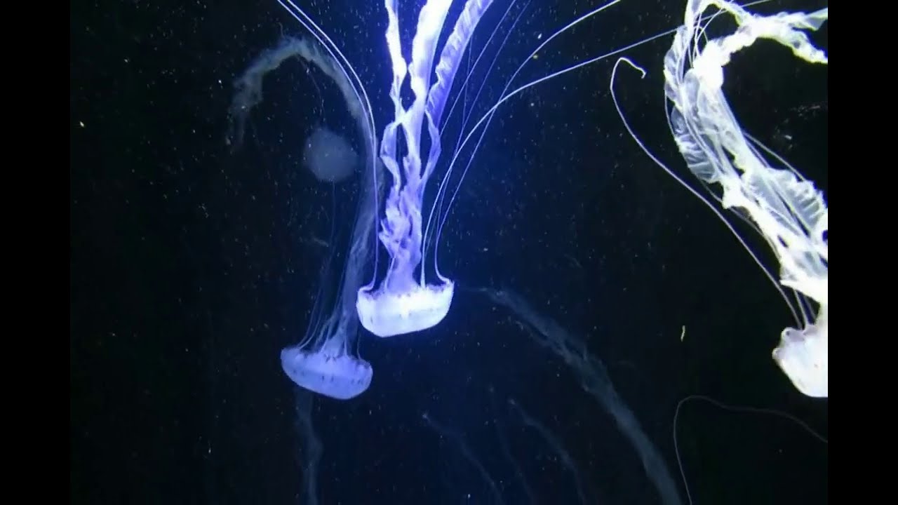 Sea creatures|sea creatures you didn't know existed|sea creature videos ...