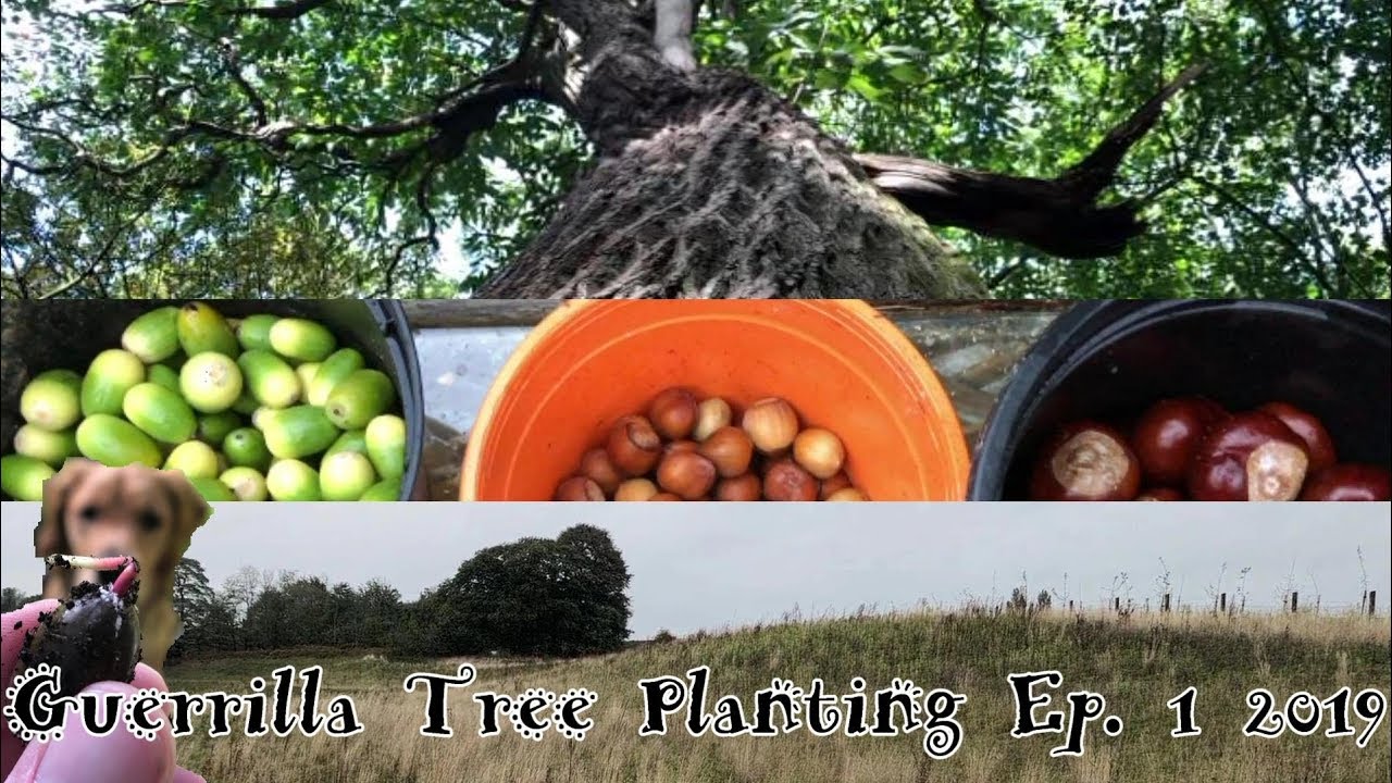 Guerrilla Tree Planting Ep.1 2019 Nut collecting - YouTube