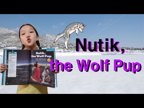 Nutik, the wolf pup - YouTube