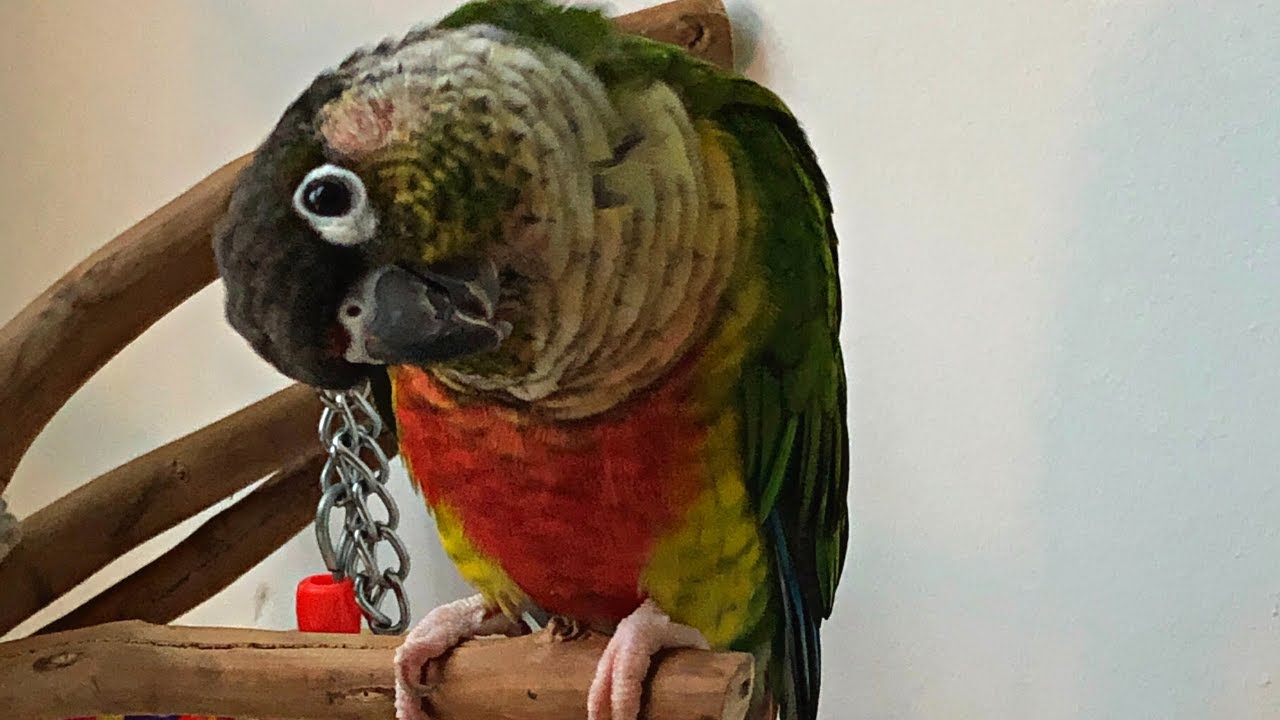 Parrot Shaking and Squawking, Conversation with my Parrot Green Cheek ...