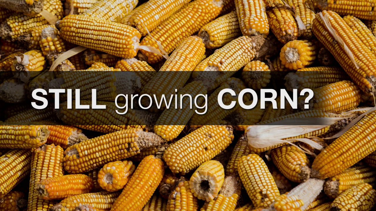 ATTN FARMERS: HEMP VS CORN FARMING PROFITS REVEALED! - YouTube