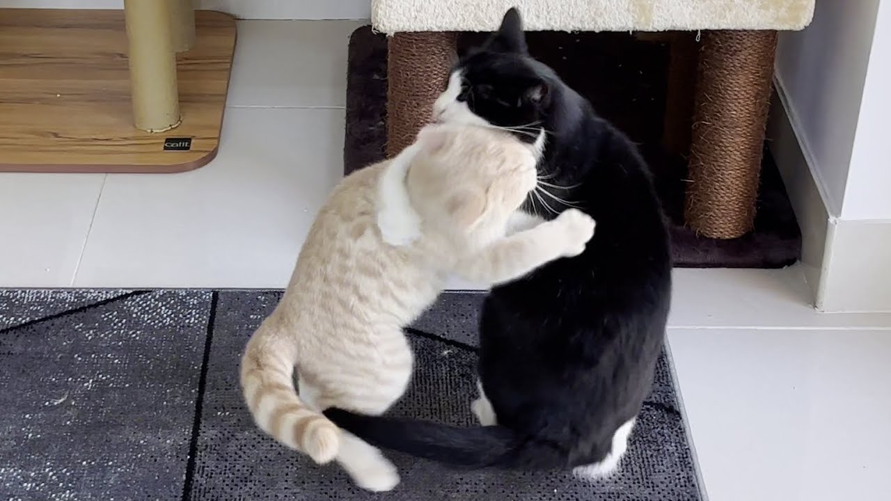 Cat Body Slams Kitten - YouTube