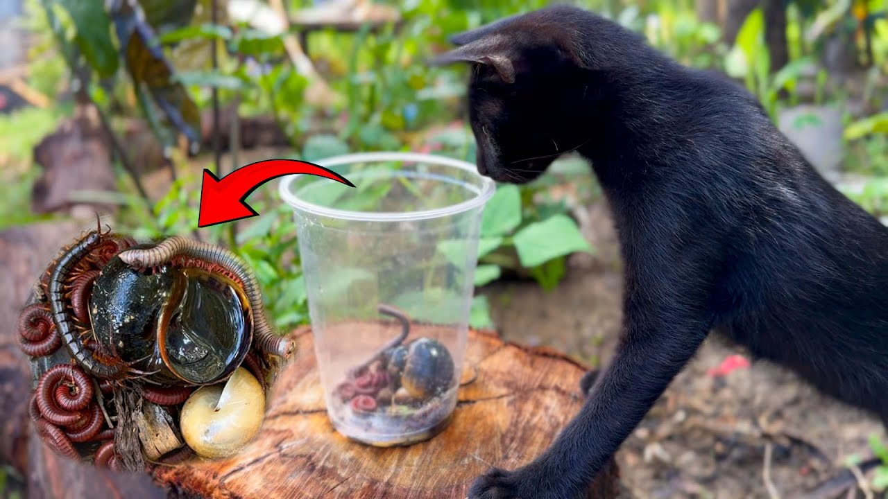 Jungle Crawl: Exploring and Catching Creepy Crawlies and Hidden Hunters ...