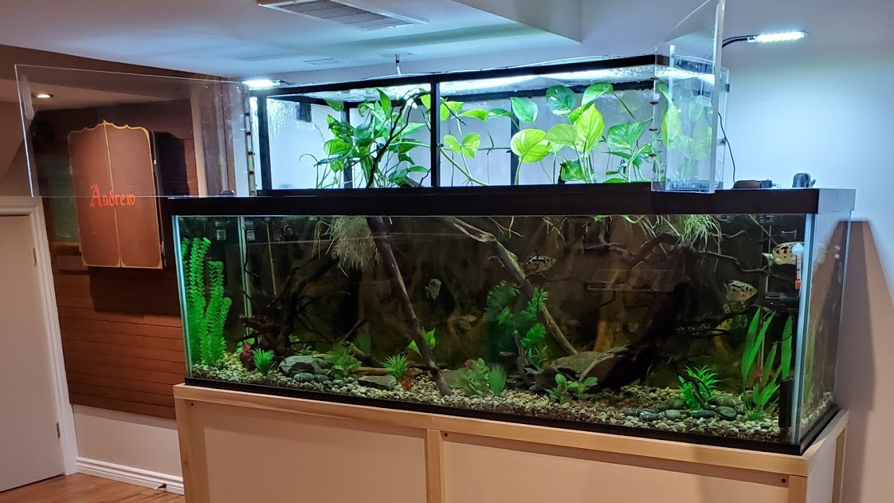 Archer Fish Tank