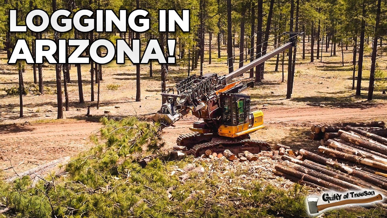 How They Log Trees in Arizona! - YouTube