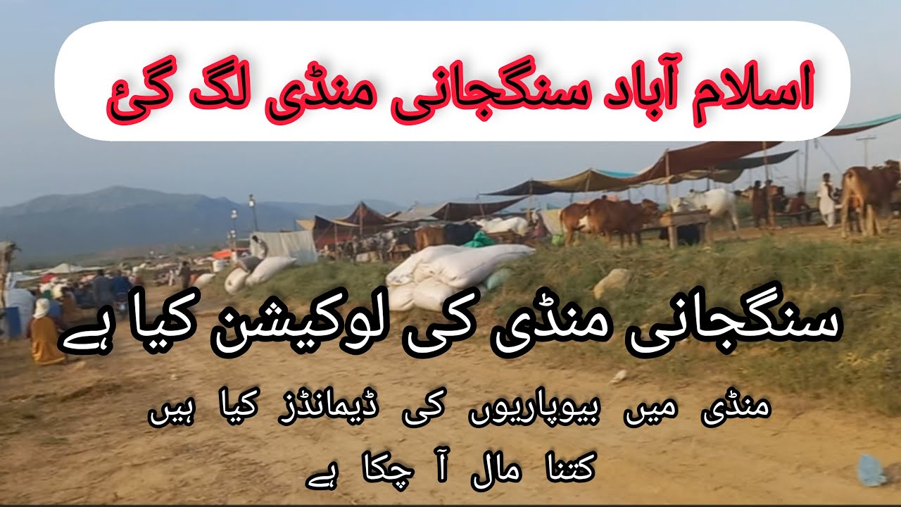 islamabad cow mandi update | sangjani mandi 2023 | rawalpindi mandi ...