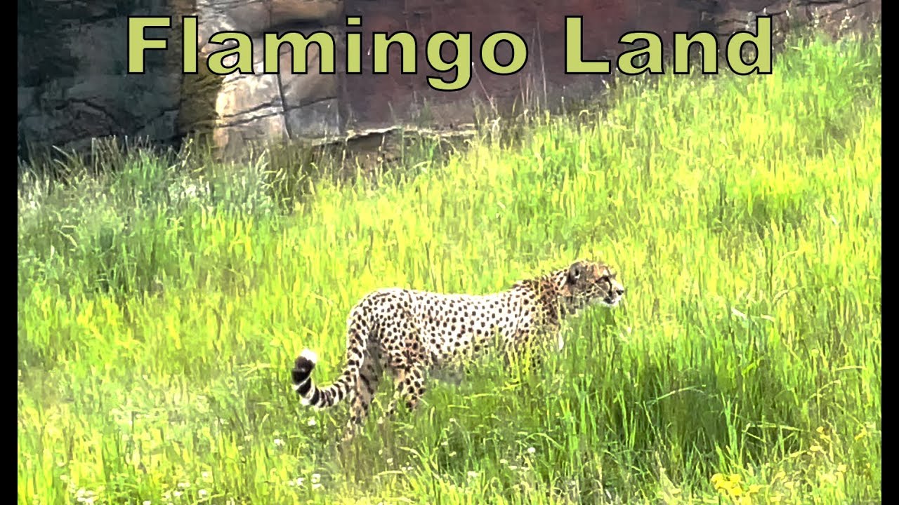 Wild Animals at FlamingoLand North Yorkshire - YouTube