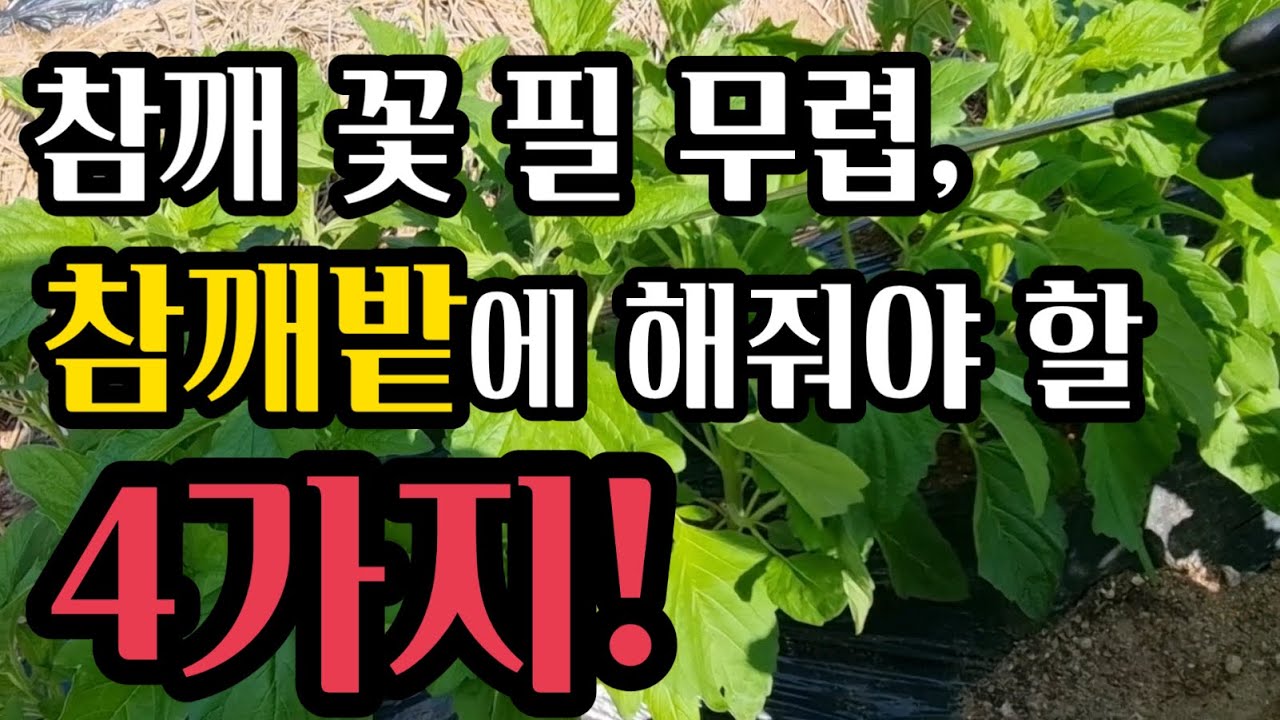참깨 꽃이 필 무렵 해줄 4가지 요점정리참깨재배법참깨병충해참깨노린재참깨배수로정비참깨줄매기참깨재배기술