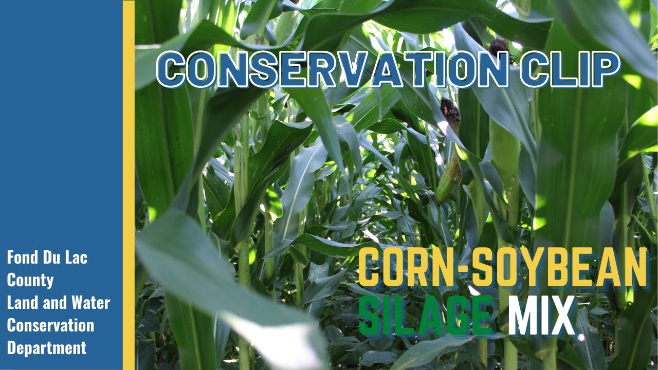 Conservation Clip: Corn-Soybean Silage Mix - YouTube